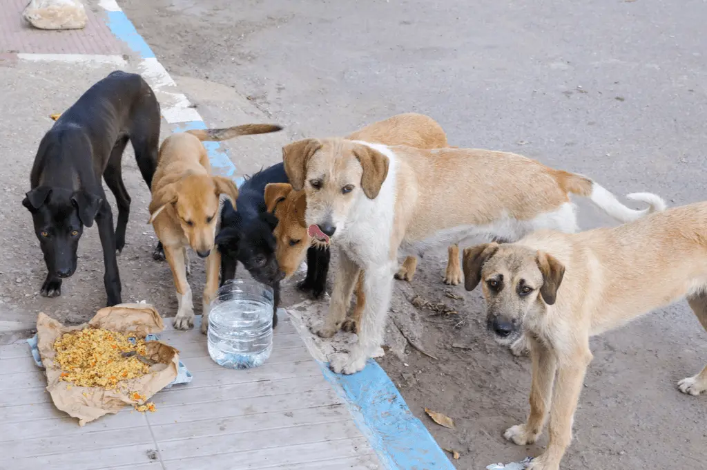 Sokak hayvanları yasası düzenlemesinde köpeğini sokağa bırakan hayvan ... Sokak hayvanları yasası düzenlemesinde köpeğini sokağa bırakan hayvan ...